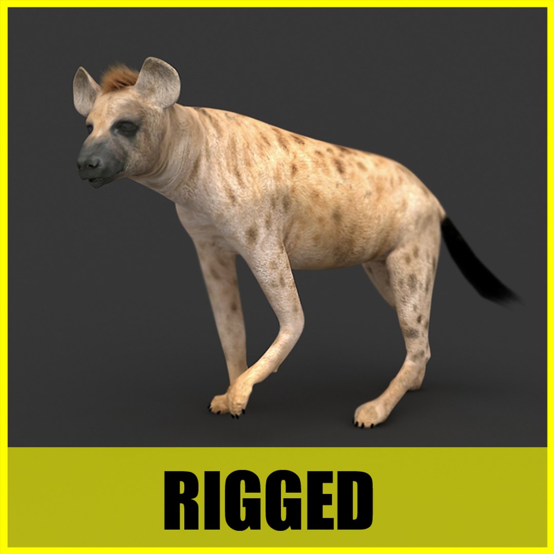 3d Hyena Rigged Animation