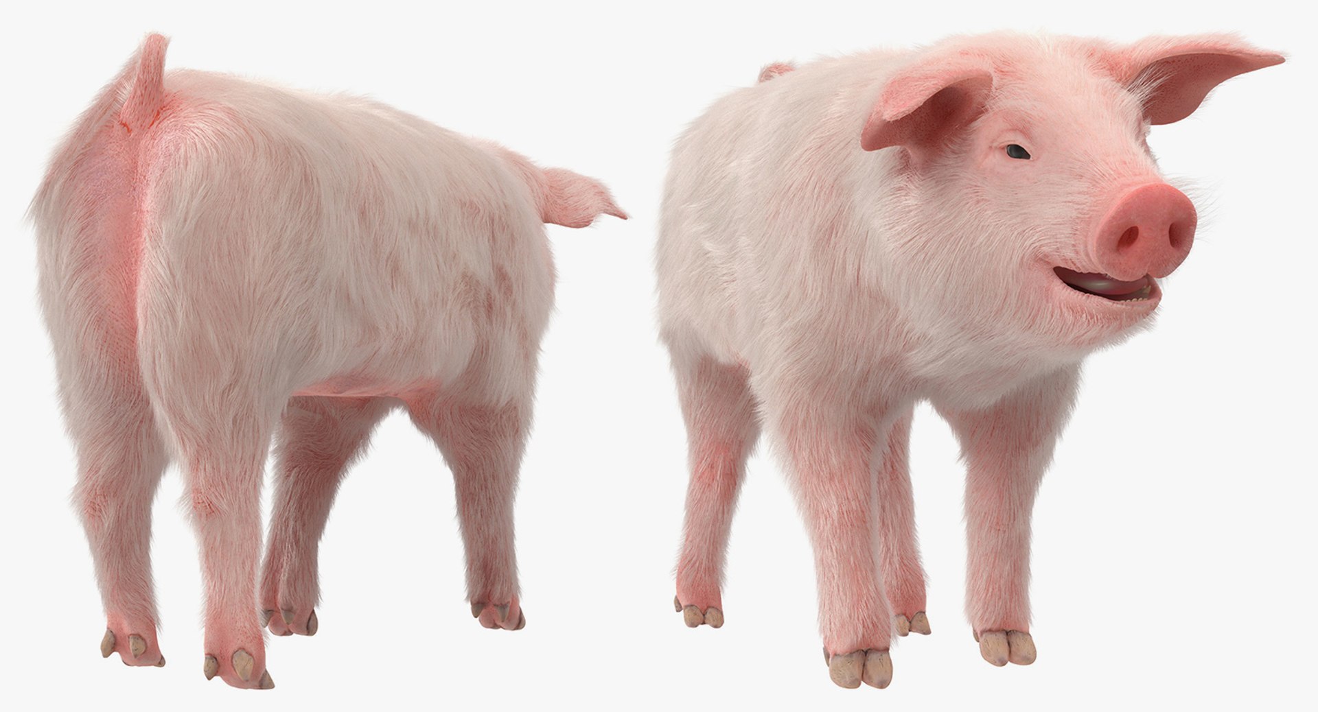 3D Pig Piglet Landrace Walking Model - TurboSquid 1357957
