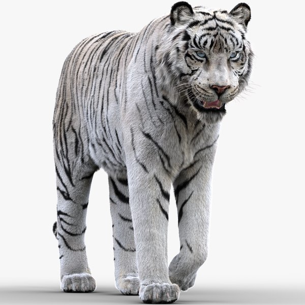 Tiger 3D Models for Download | TurboSquid