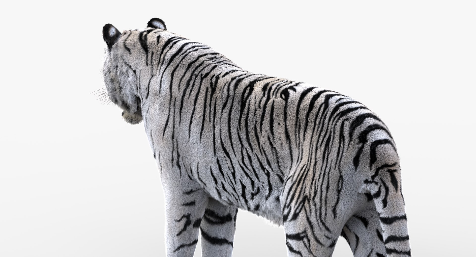 White TigerRigged FUR1 Model - TurboSquid 2250267