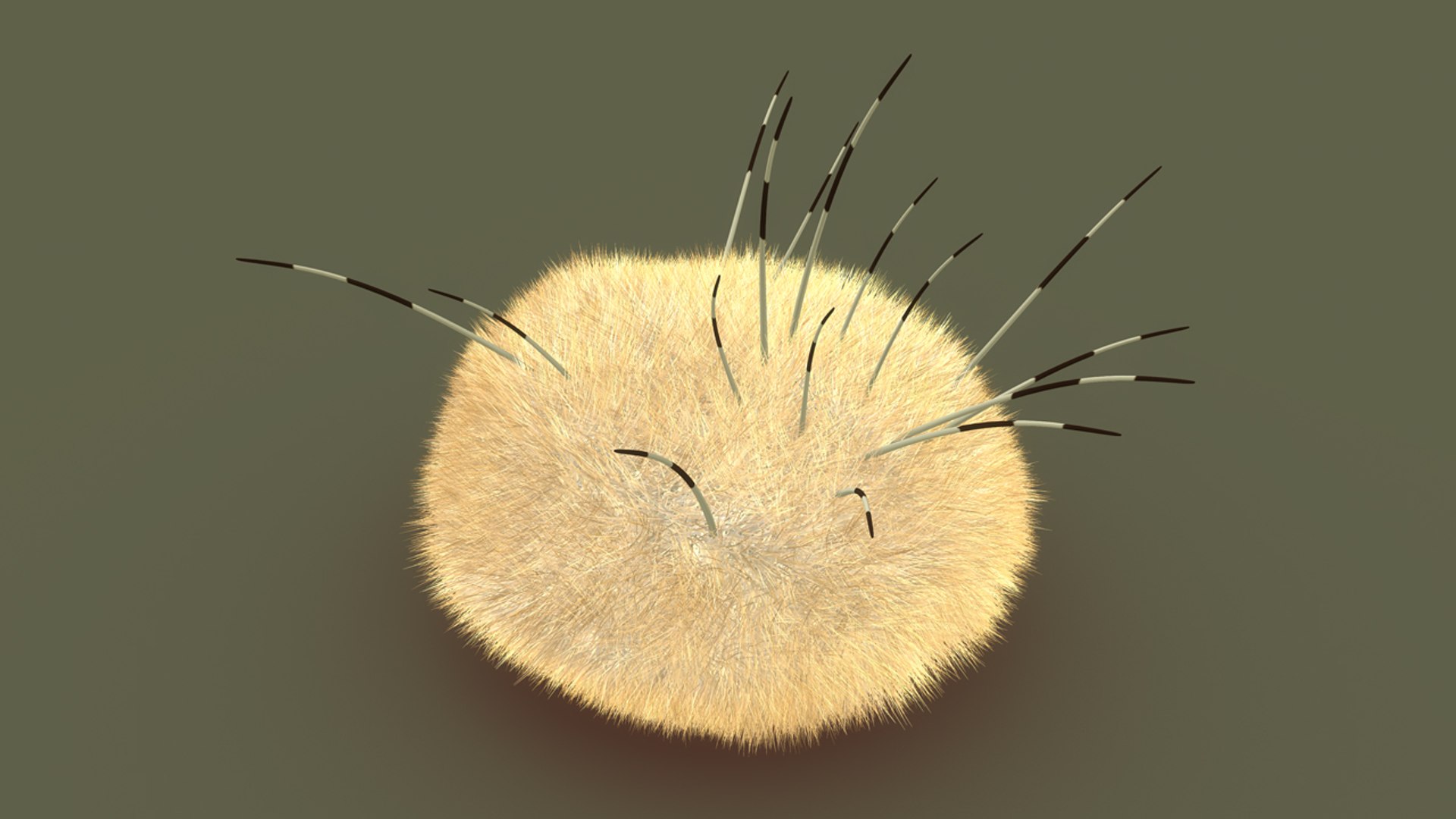 Echinocardium Heart Urchin 3d Obj
