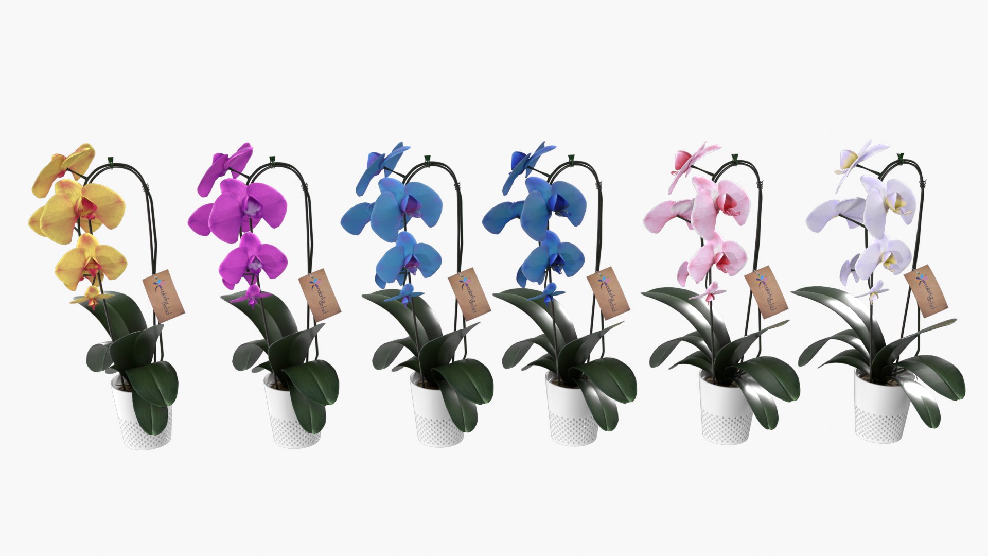 Orchid Pack 3D Model - TurboSquid 2321322