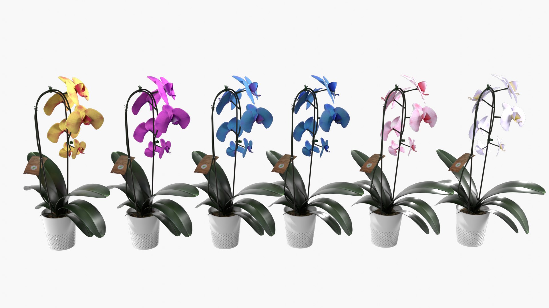 Orchid Pack 3D Model - TurboSquid 2321322
