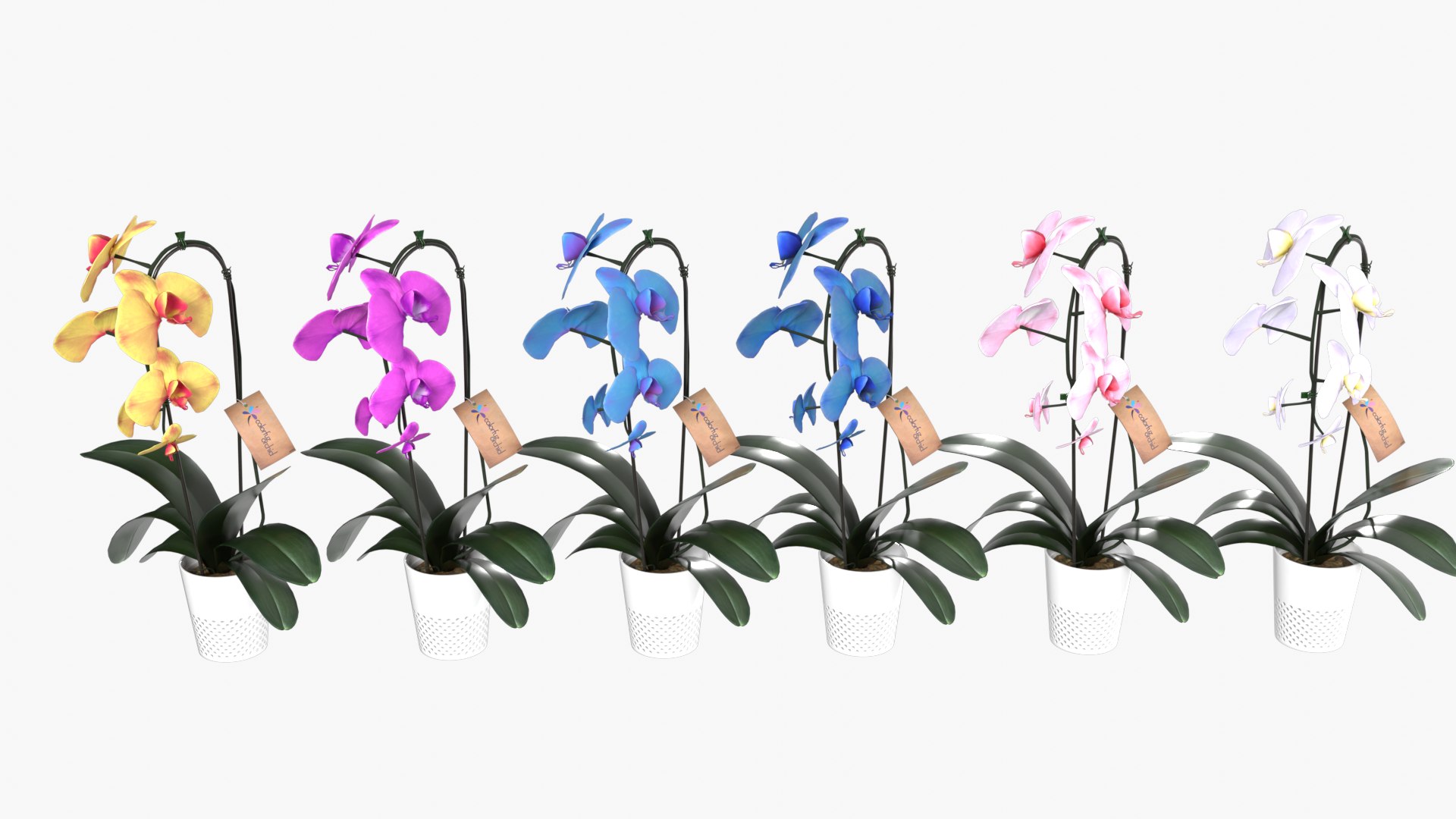 Orchid Pack 3D Model - TurboSquid 2321322