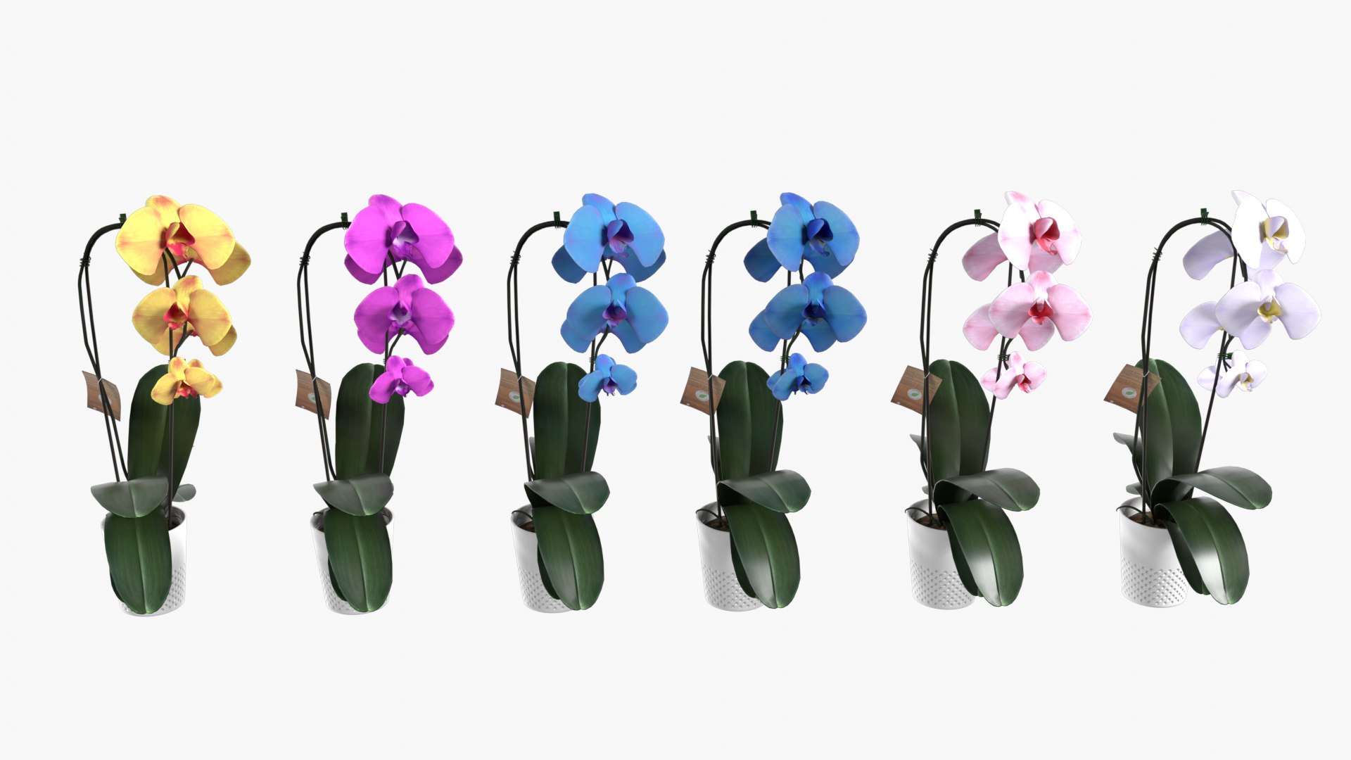 Orchid Pack 3D Model - TurboSquid 2321322