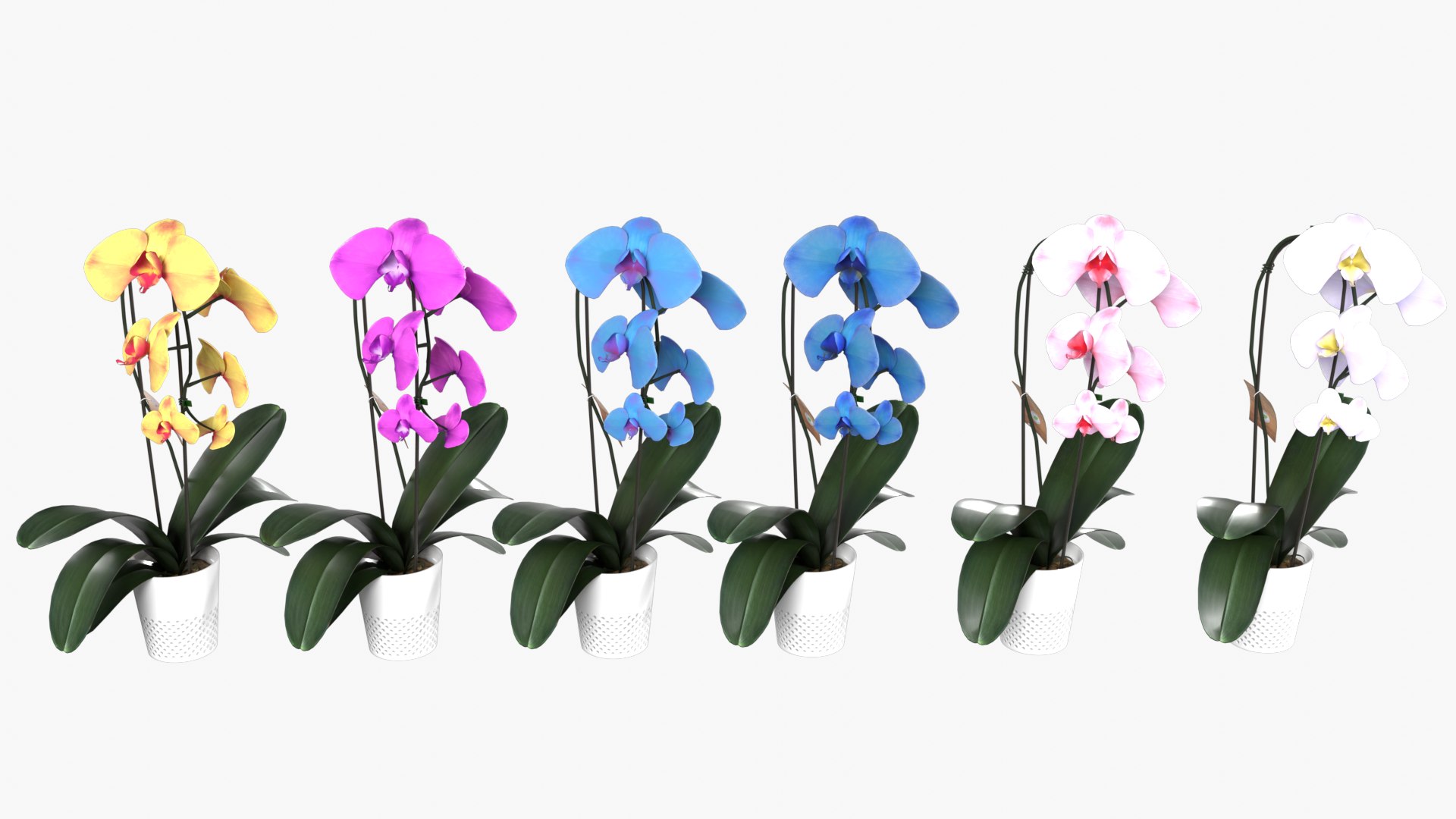 Orchid Pack 3D Model - TurboSquid 2321322