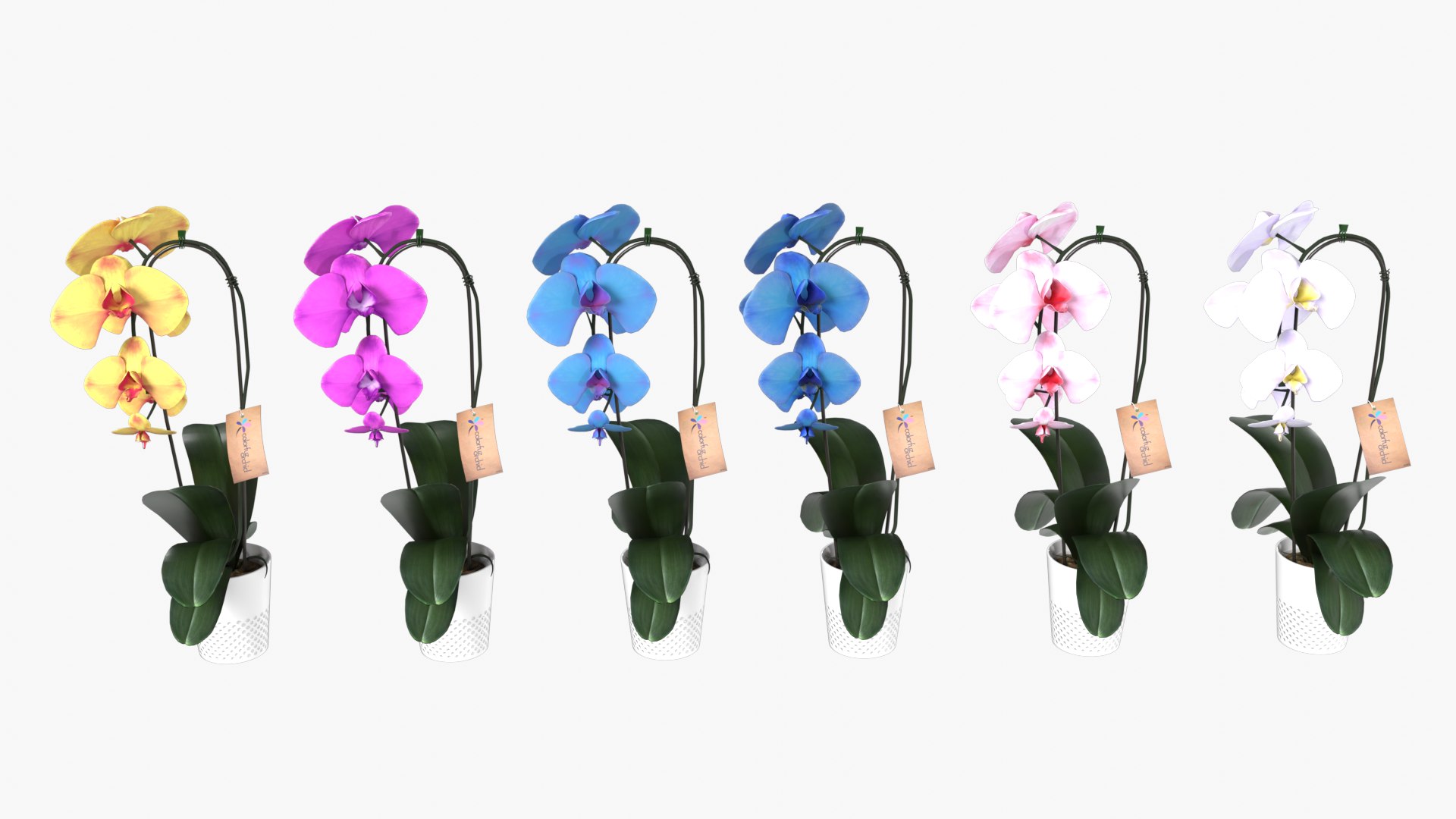 Orchid Pack 3D Model - TurboSquid 2321322