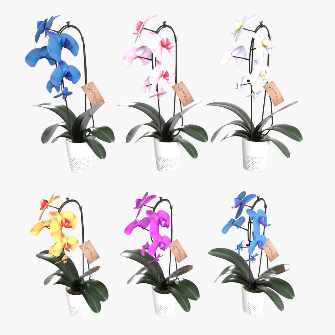 Orchid Pack 3D Model - TurboSquid 2321322