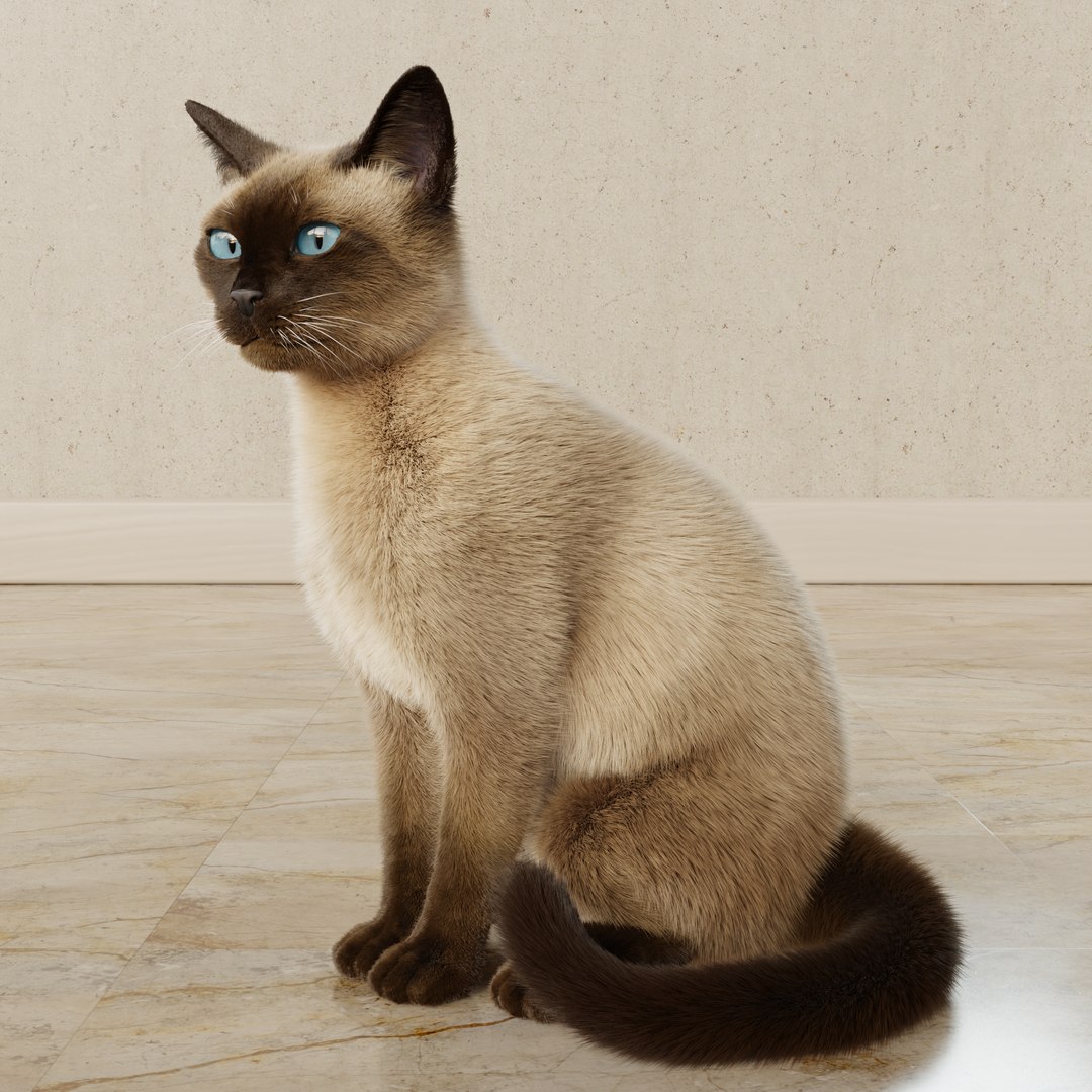 Cat Siamese Rigged Animated 3D - TurboSquid 2102283