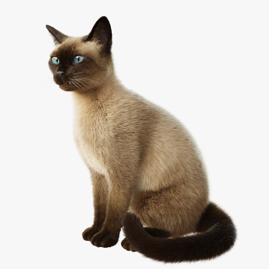 Cat Siamese Rigged Animated 3D - TurboSquid 2102283