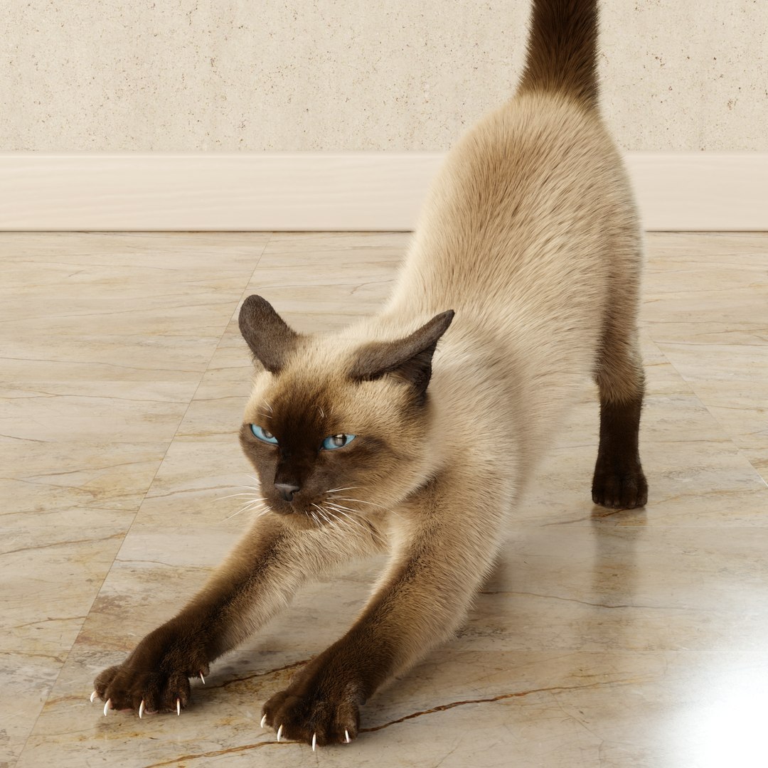 Cat Siamese Rigged Animated 3D - TurboSquid 2102283