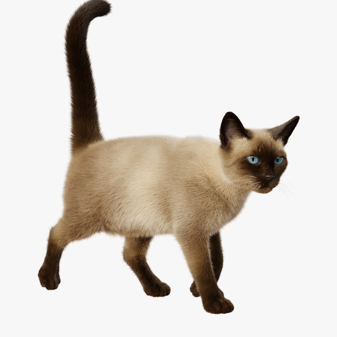 Cat Siamese Rigged Animated 3D - TurboSquid 2102283