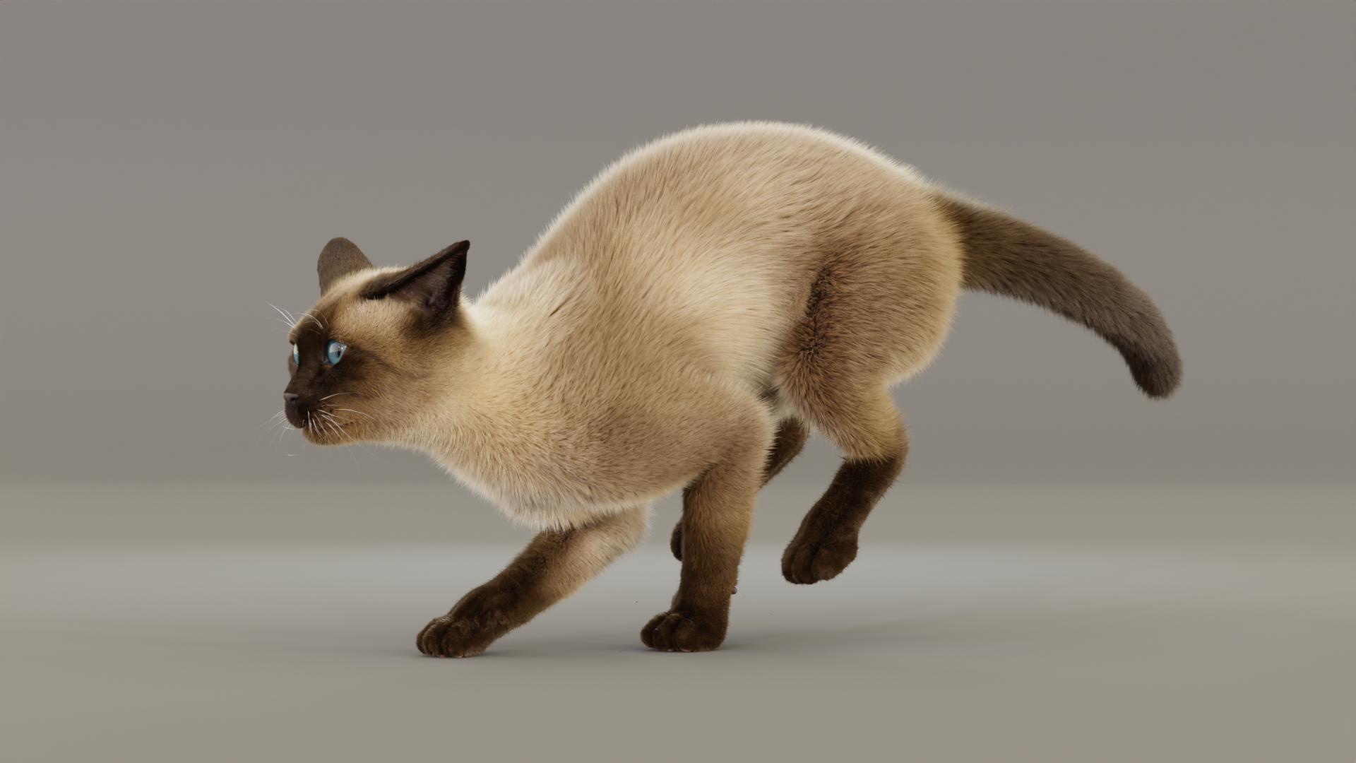 Cat Siamese Rigged Animated 3D - TurboSquid 2102283