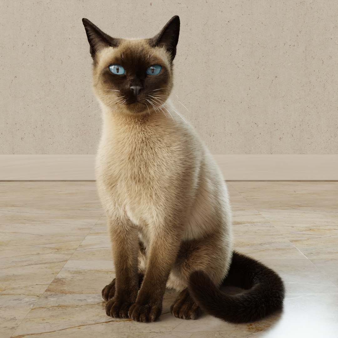 Cat Siamese Rigged Animated 3D - TurboSquid 2102283