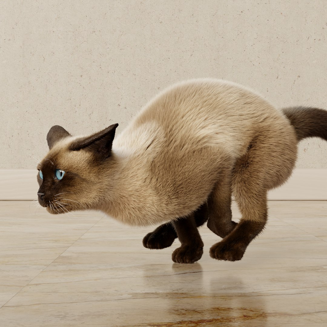 Cat Siamese Rigged Animated 3D - TurboSquid 2102283