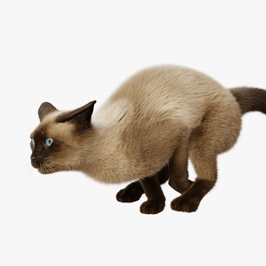Cat Siamese Rigged Animated 3D - TurboSquid 2102283