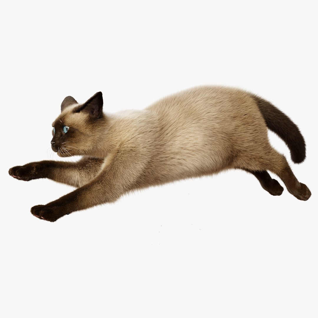 Cat Siamese Rigged Animated 3D - TurboSquid 2102283