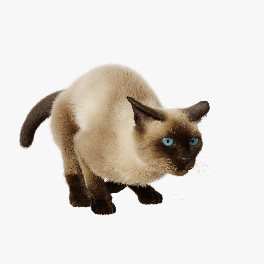 Cat Siamese Rigged Animated 3D - TurboSquid 2102283