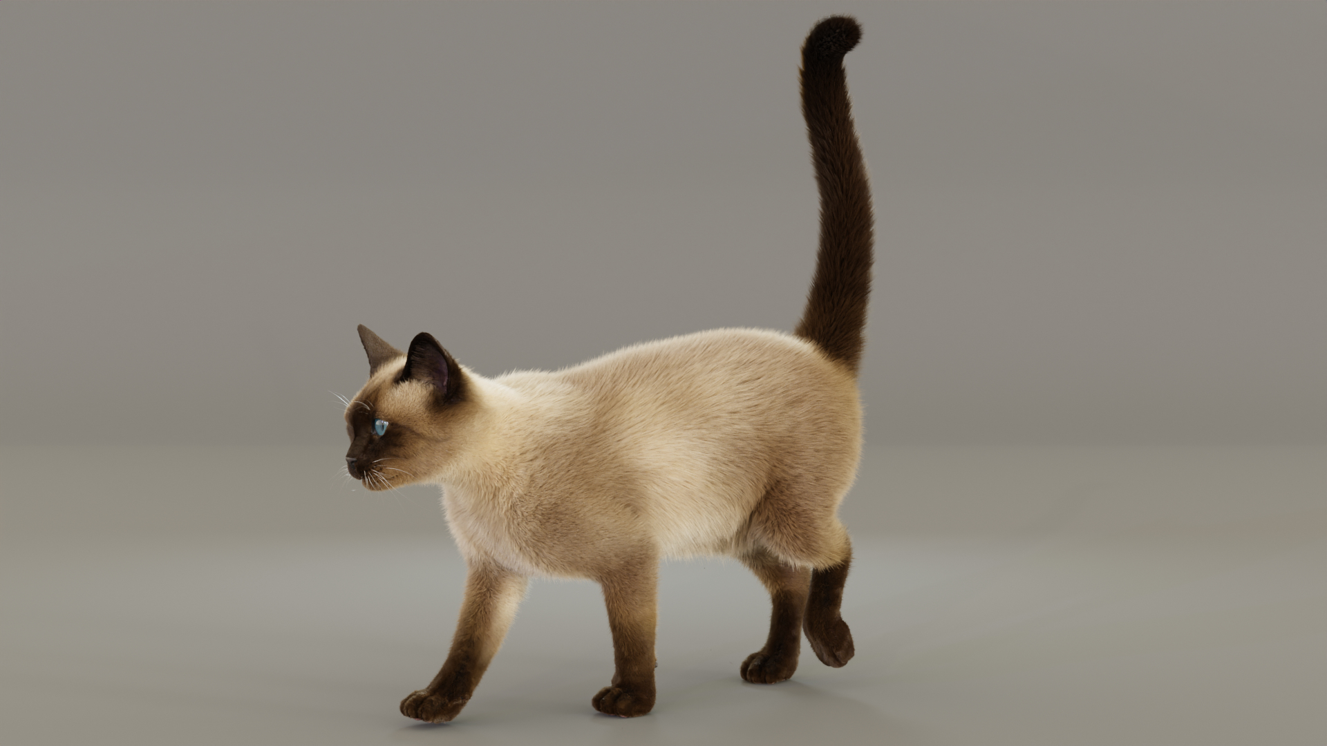 Cat Siamese Rigged Animated 3D - TurboSquid 2102283