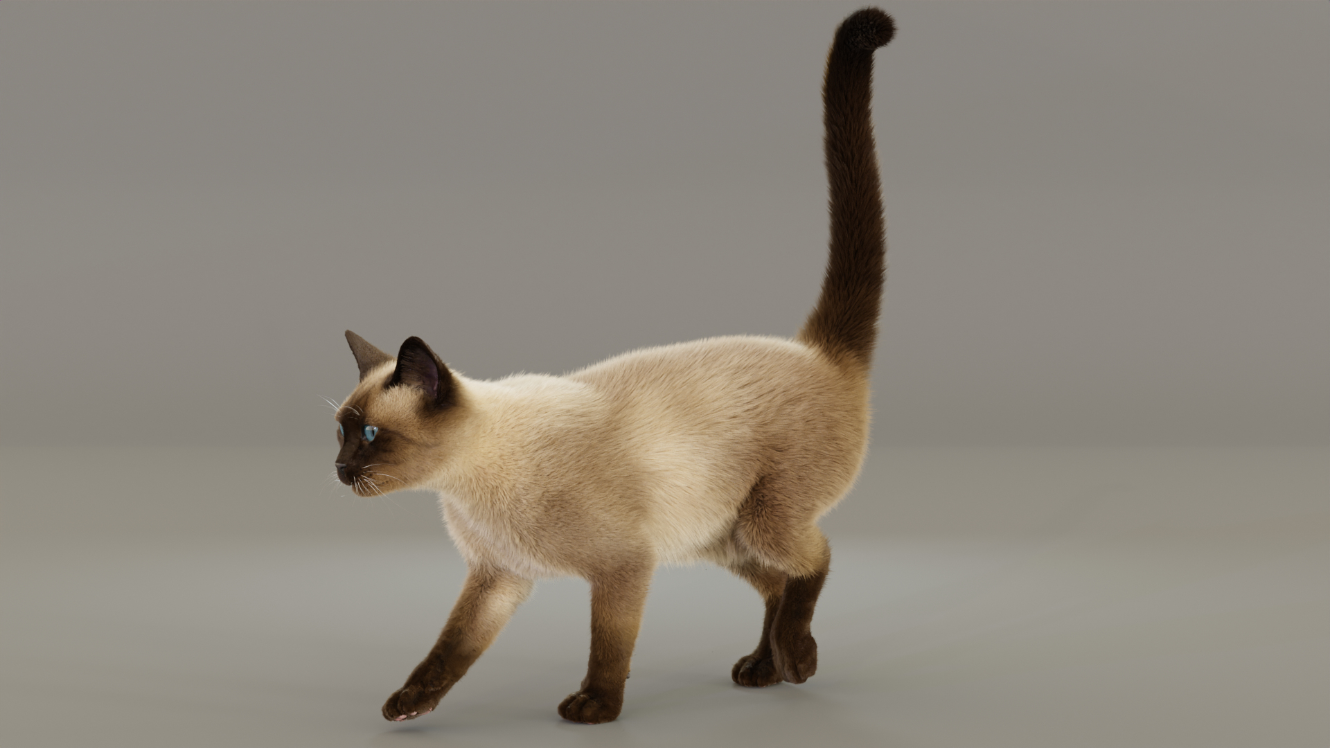 Cat Siamese Rigged Animated 3D - TurboSquid 2102283