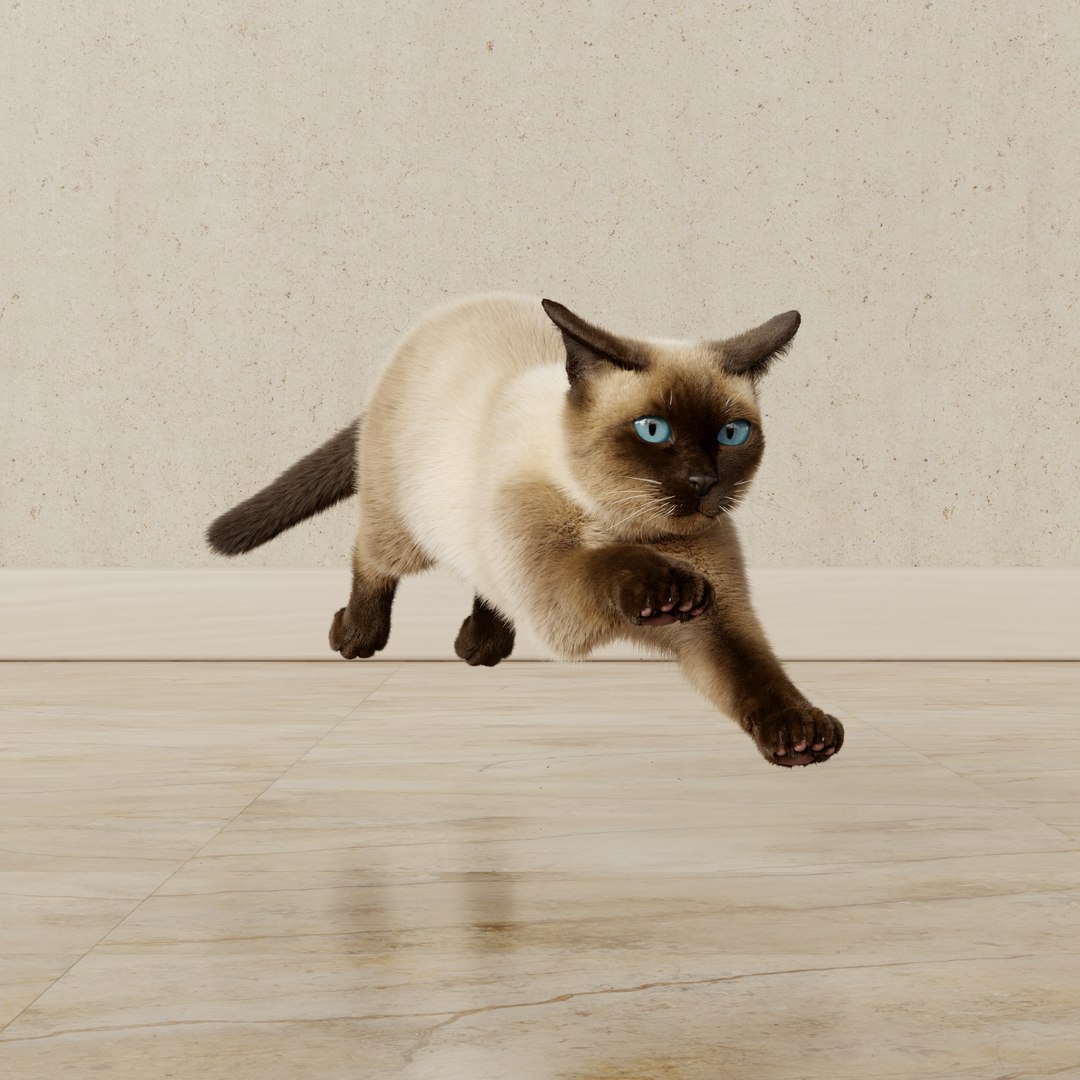 Cat Siamese Rigged Animated 3D - TurboSquid 2102283