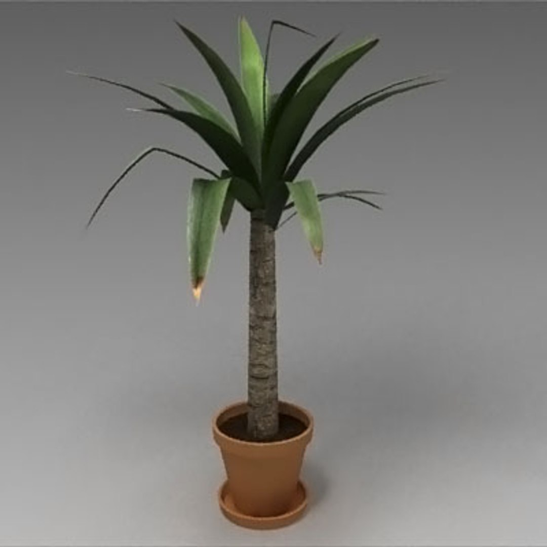 3d small yucca palm model