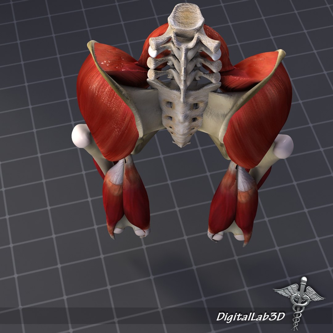 3d human pelvis muscle group
