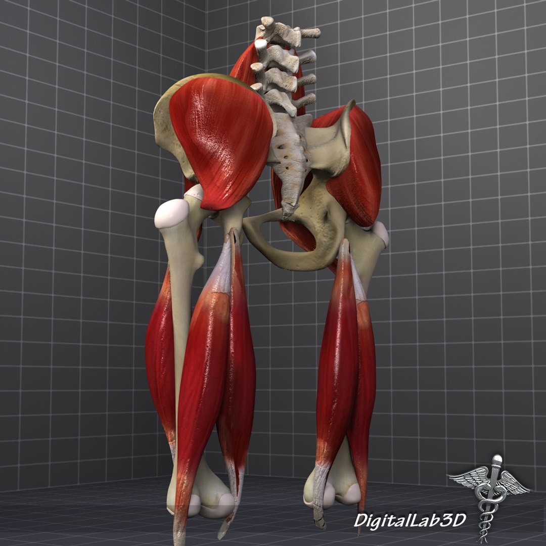 3d human pelvis muscle group