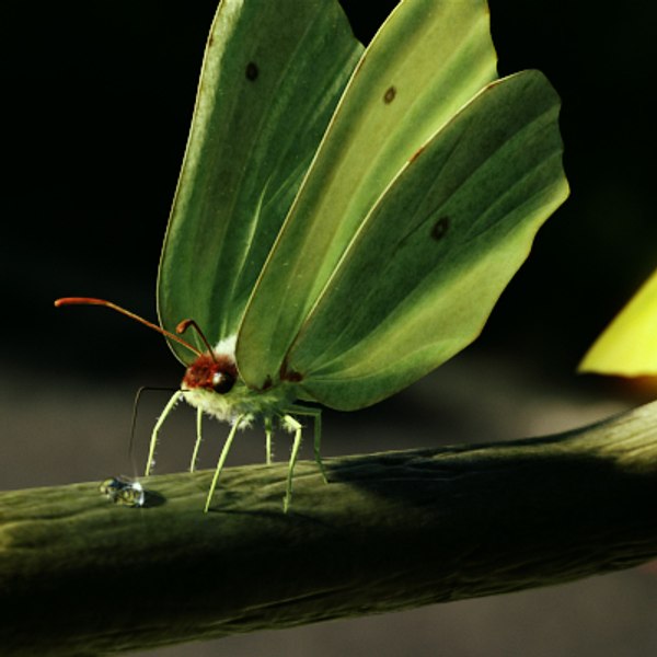 ma brimstone butterfly animation