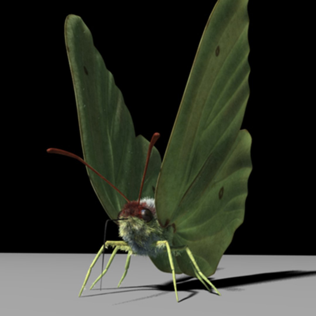 Ma Brimstone Butterfly Animation