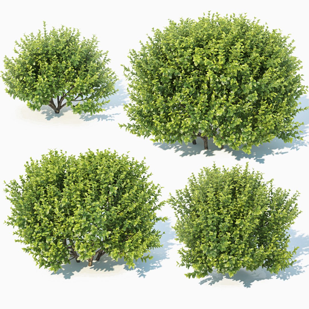 3D sempervirens buxus model - TurboSquid 1327072