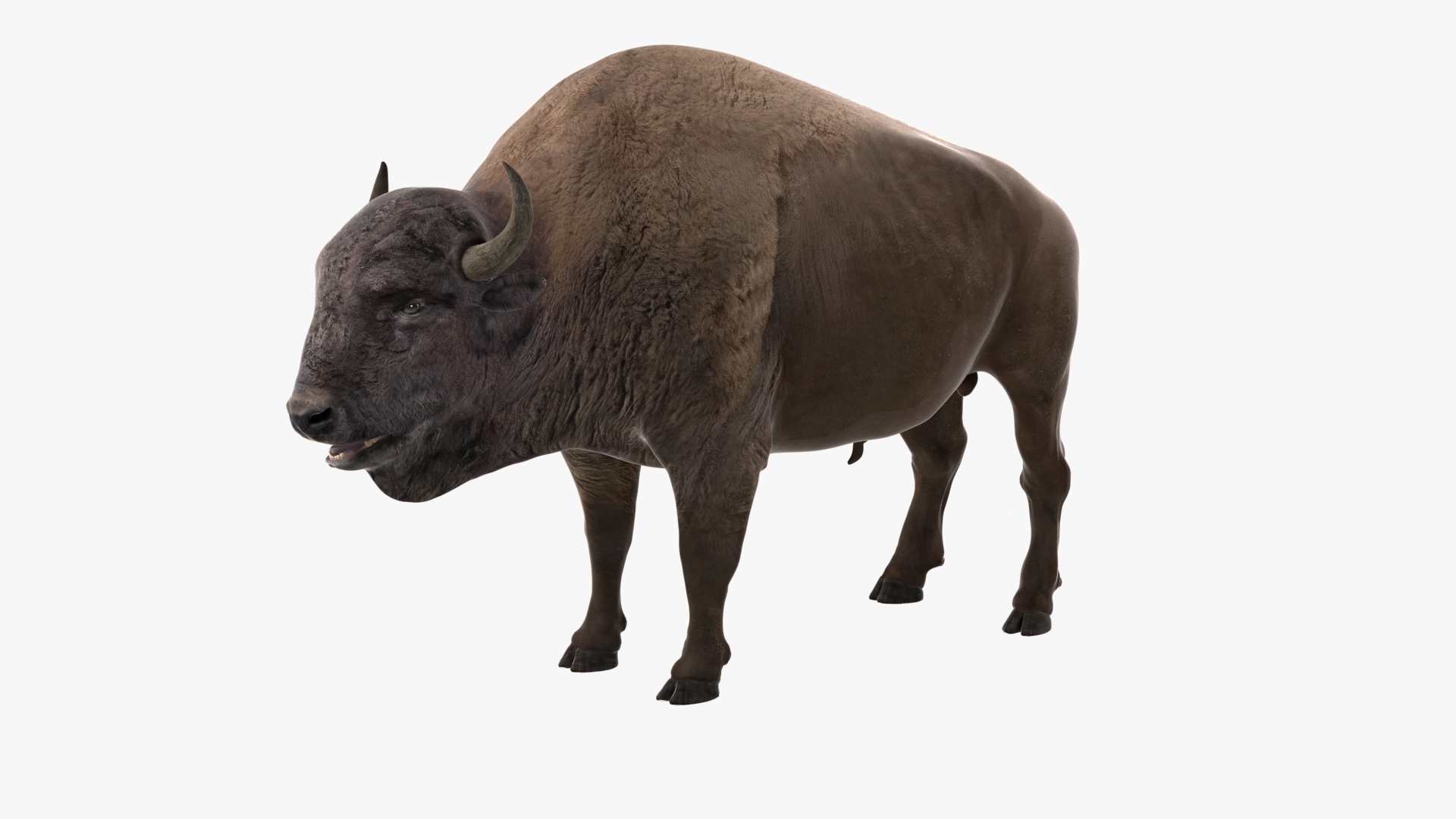 3D American Bison Bull - TurboSquid 2134073