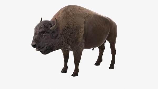 modelo 3d Toro bisonte americano - TurboSquid 2134073
