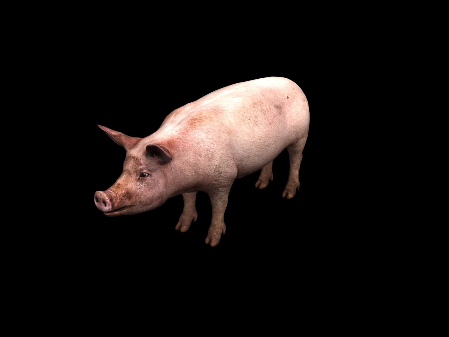 Pig 3D - TurboSquid 1655419