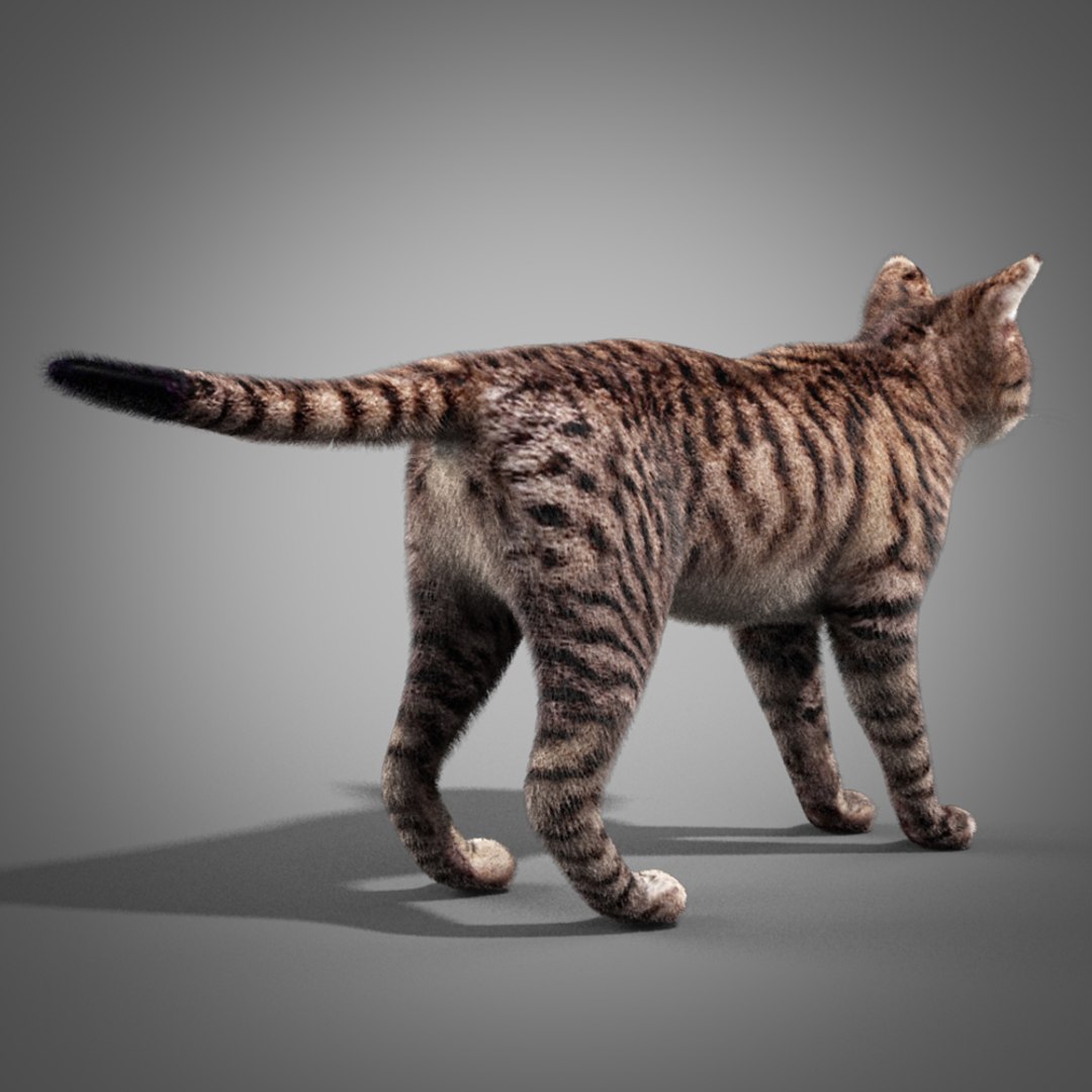 3d Model Cat Fur