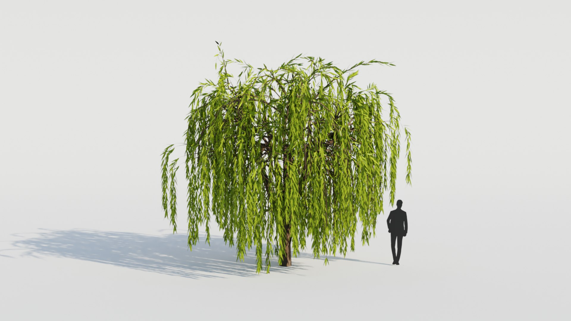 3D Weeping Willow Trees Model - TurboSquid 1949355