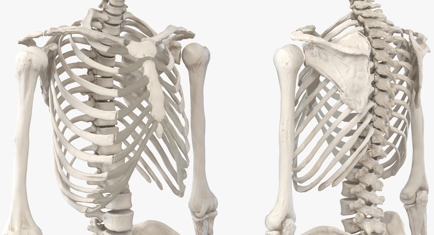 Human male skeleton respiratory 3D - TurboSquid 1214060