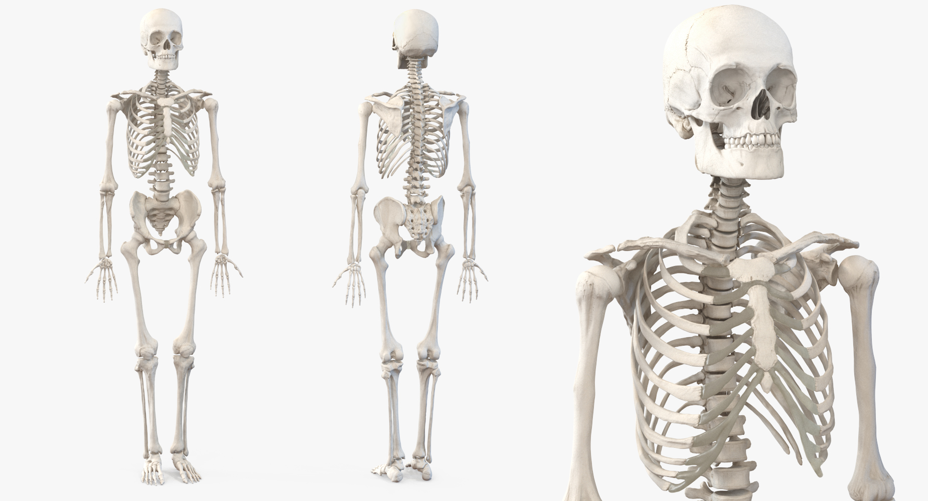 Human male skeleton respiratory 3D - TurboSquid 1214060