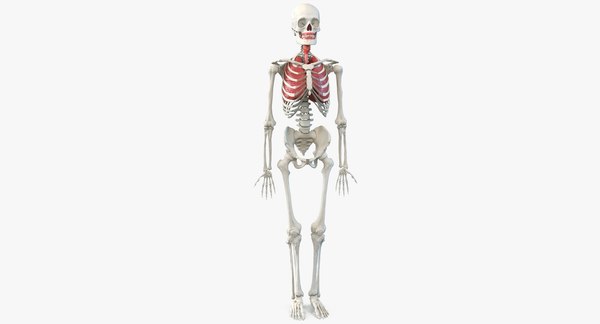 Human male skeleton respiratory 3D - TurboSquid 1214060