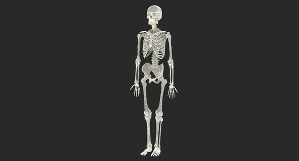Human male skeleton respiratory 3D - TurboSquid 1214060