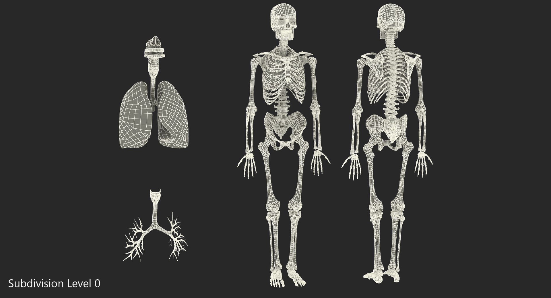 Human Male Skeleton Respiratory 3D - TurboSquid 1214060