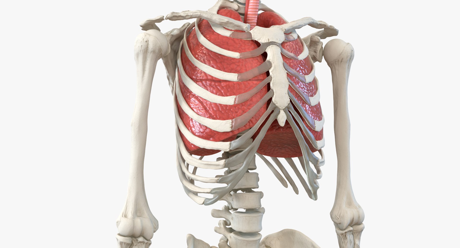Human Male Skeleton Respiratory 3D - TurboSquid 1214060