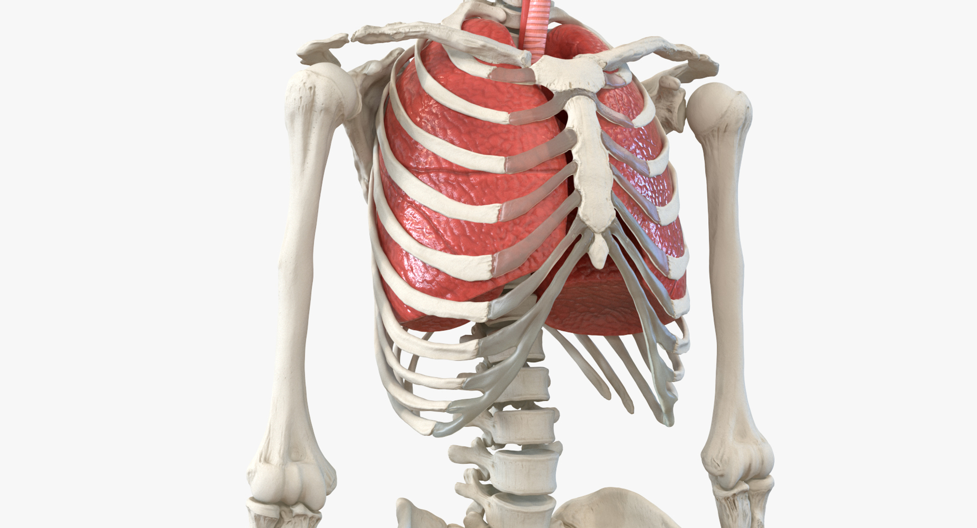 Human male skeleton respiratory 3D - TurboSquid 1214060