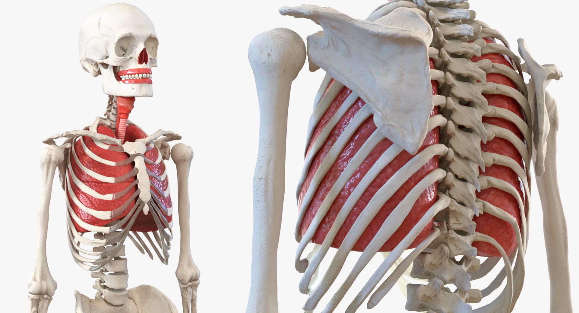 Human Male Skeleton Respiratory 3D - TurboSquid 1214060