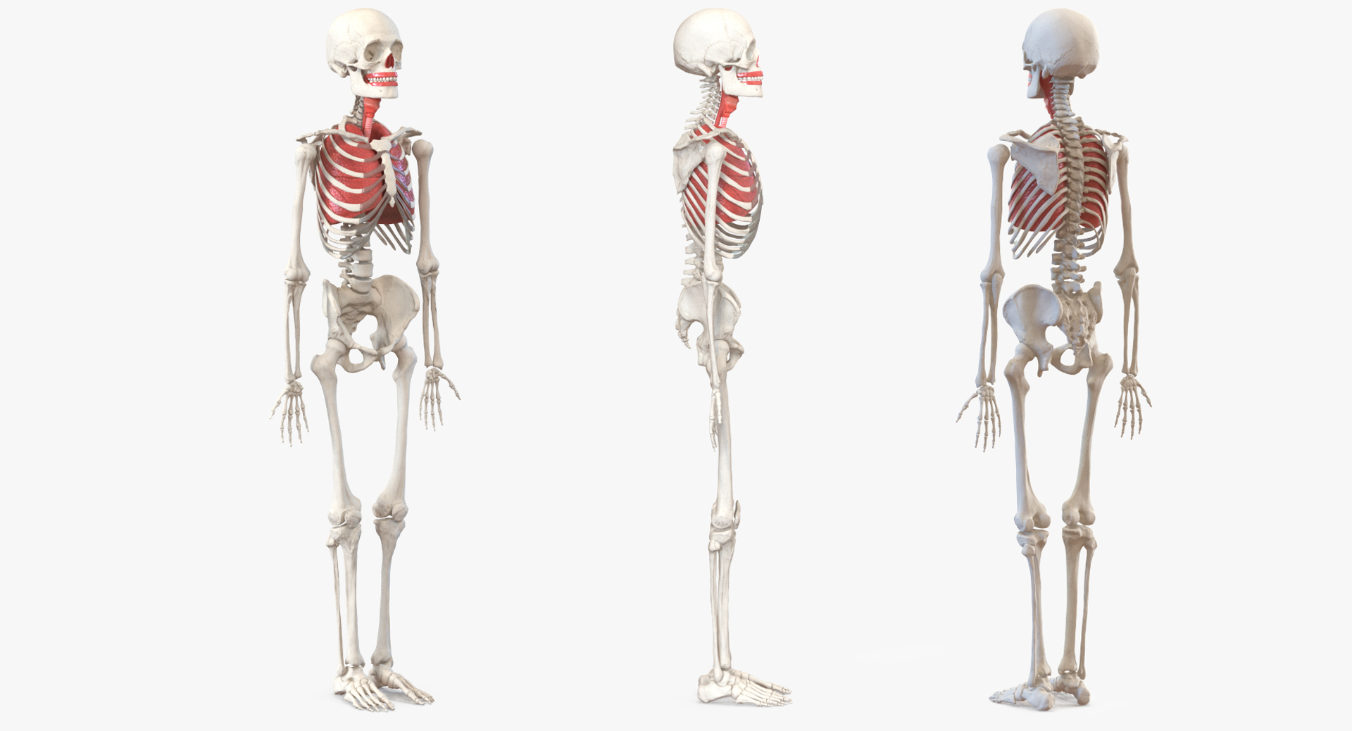 Human male skeleton respiratory 3D - TurboSquid 1214060