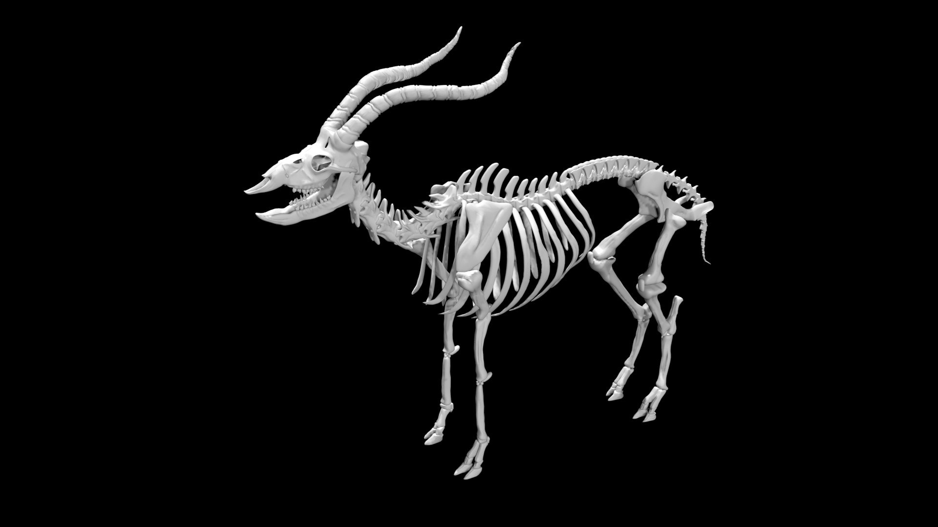 3D Antelope skeleton - TurboSquid 1879129