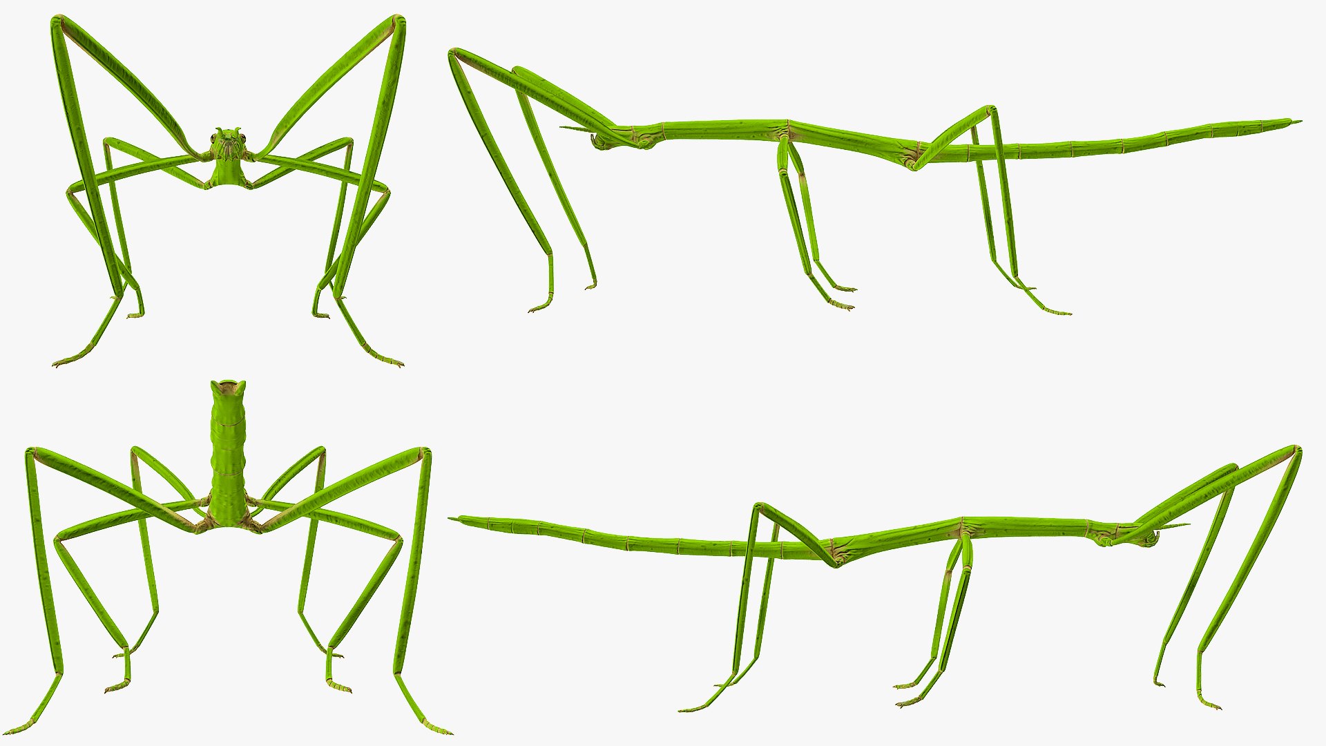 Stick insect green rigged 3D model - TurboSquid 1520304