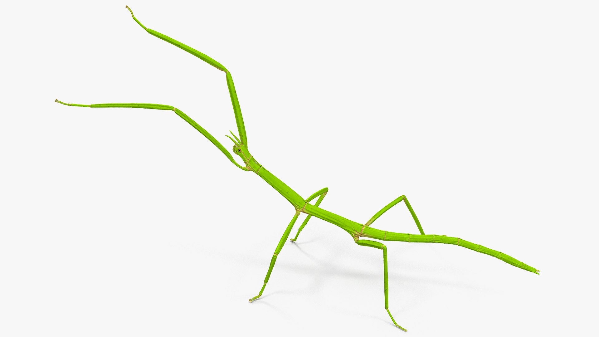 Stick insect green rigged 3D model - TurboSquid 1520304