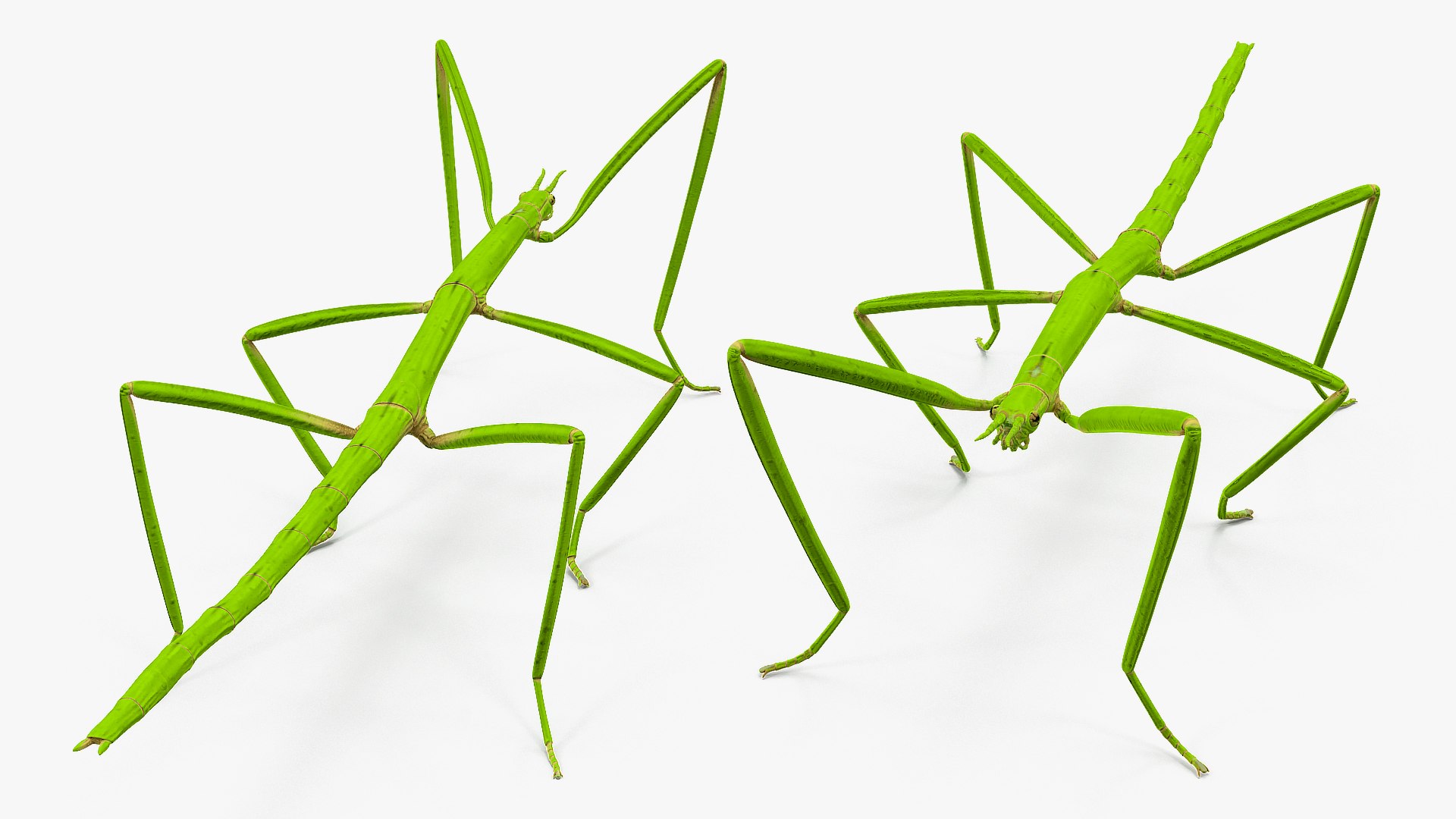 Stick insect green rigged 3D model - TurboSquid 1520304