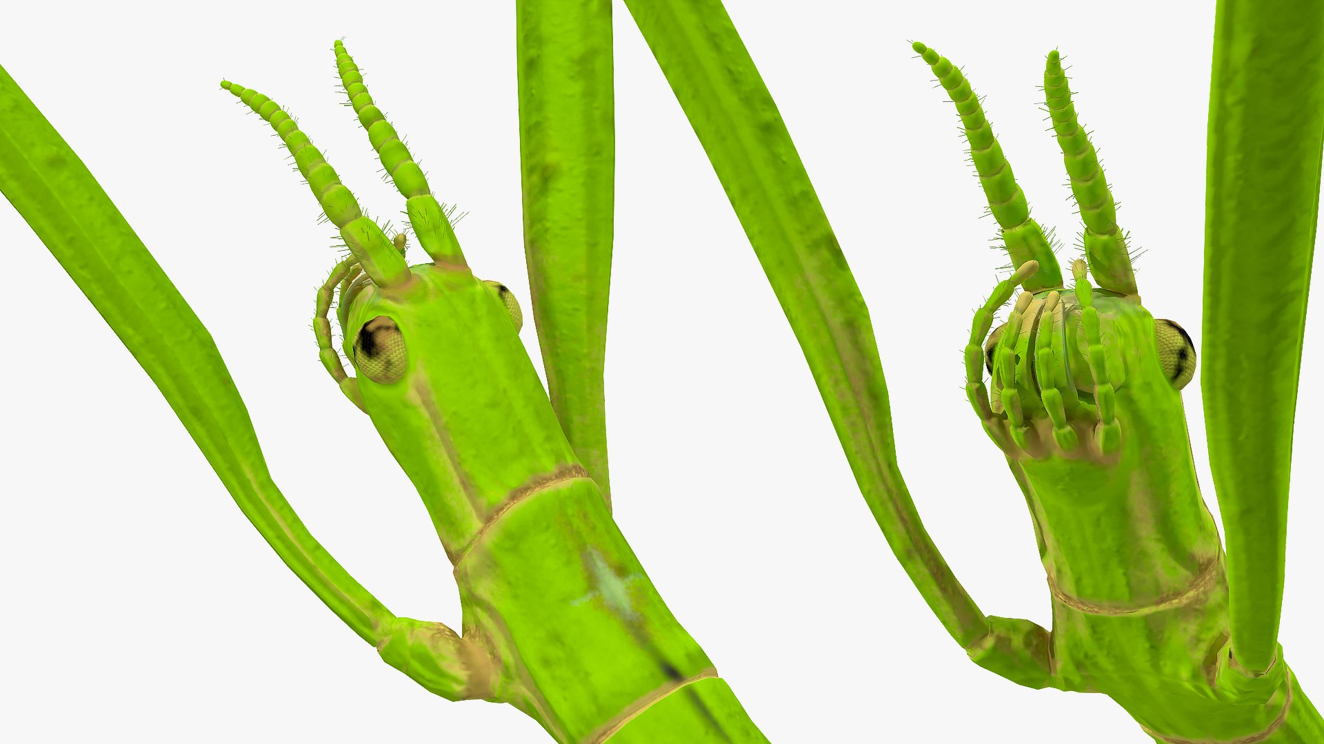 Stick insect green rigged 3D model - TurboSquid 1520304